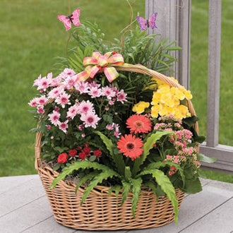 Summer – Family Roots Nursery